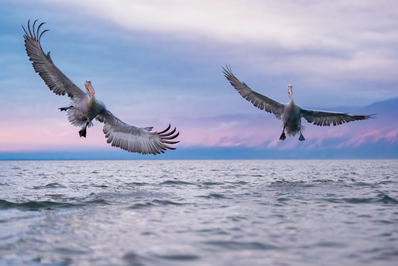 The Kingdom of the Pelicans 2025 • Vaios Vitos