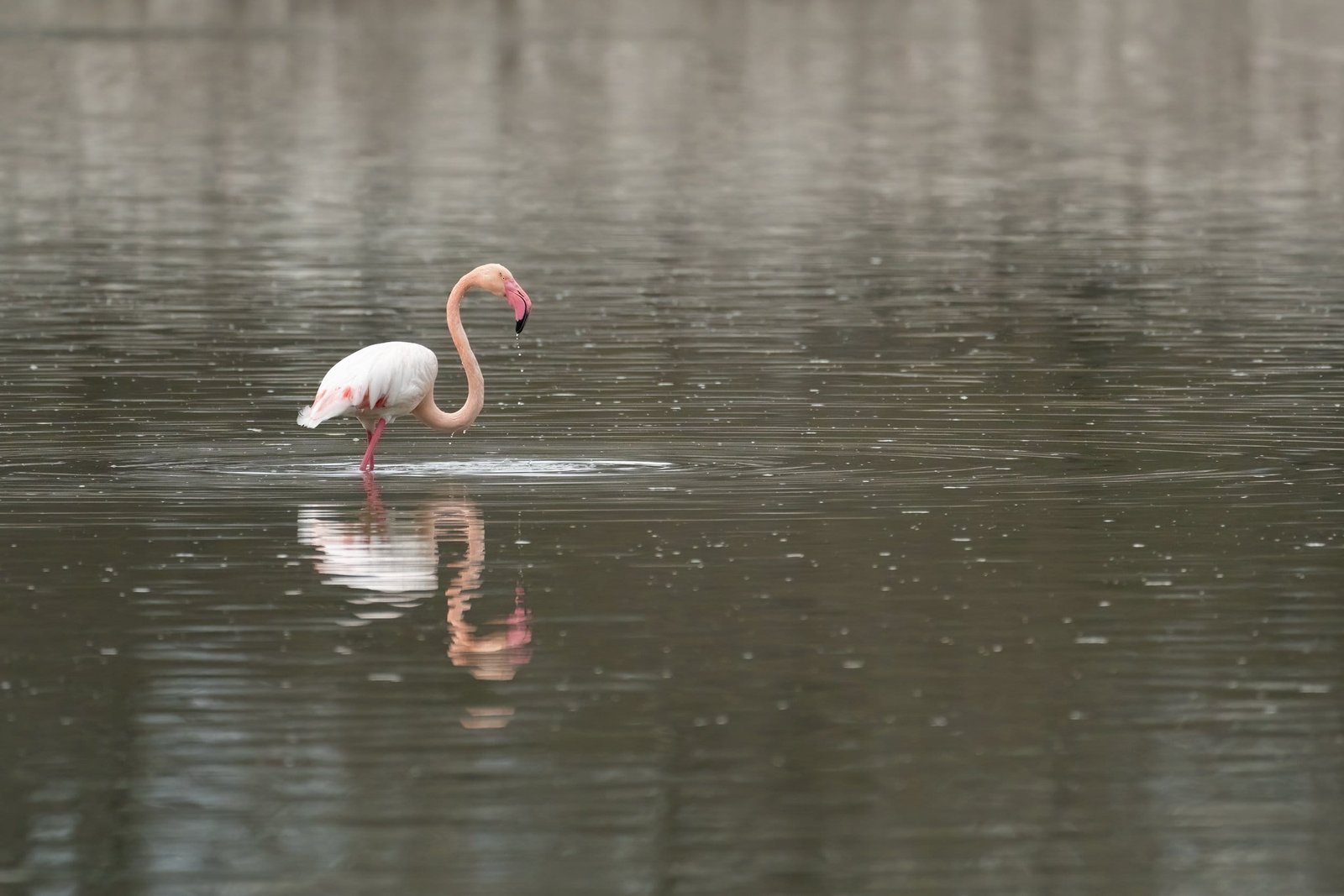 Flamingo: A Symbol of Grace, a Victim of Unjustified Violence • Vaios Vitos