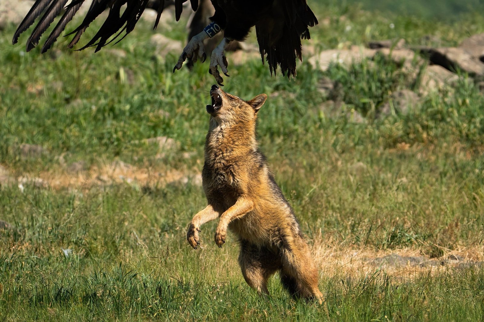 Capturing the Battle of a Golden Jackal and Vultures in Bulgaria ...