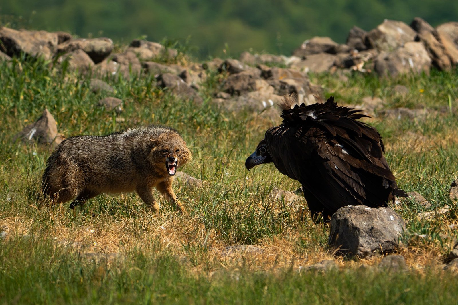Capturing the Battle of a Golden Jackal and Vultures in Bulgaria ...